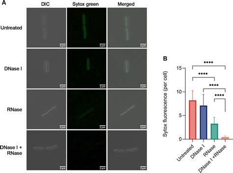 Removal Of B Pumilus Cell Surface Bound Dna And Rna Molecules With Download Scientific Diagram