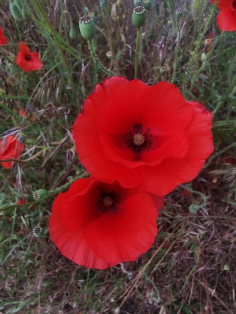 Premium Photo Coquelicot
