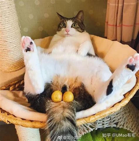 小公猫没了蛋蛋会自卑吗？装对儿假的真有用吗？ 知乎