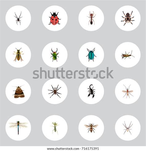 Realistic Wasp Bug Emmet Other Vector Stock Vector Royalty Free