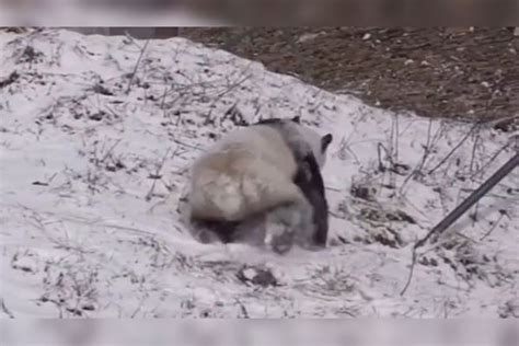 熊宝宝咱俩谁才是宝宝