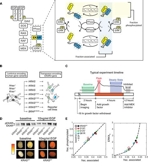 Highlights Albeck Lab