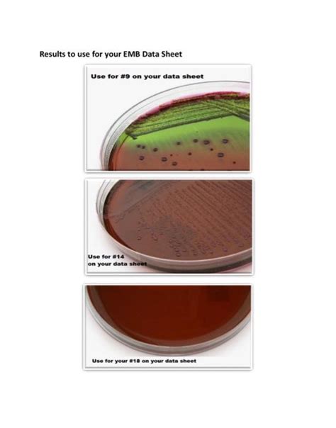 Solved Name Date Lab Section I Was Present And Performed Chegg Com