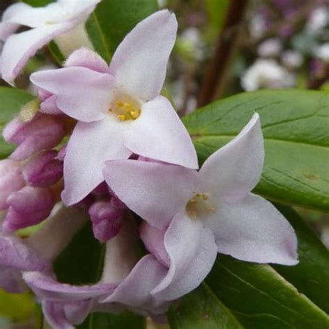 Daphne Bholua Jacqueline Postill Future Forests