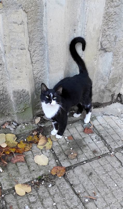 Мъжко коте търси дом Котки Обяви за осиновяване