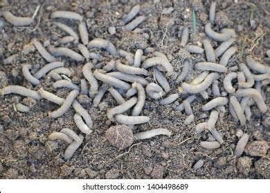 Crane Fly Larva Images Stock Photos Vectors Shutterstock