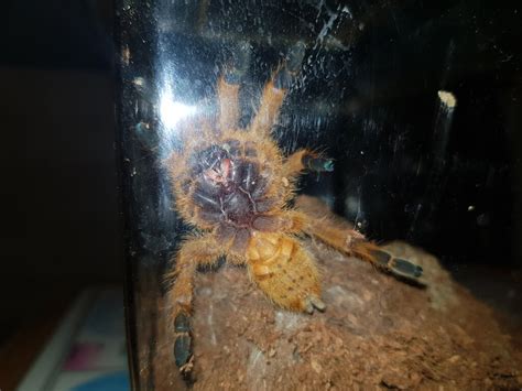 P Murinus Arachnoboards
