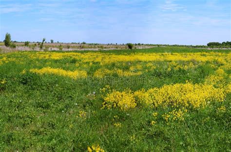 Field With Yellow Flowers And Green Grass Blue Sky Green Field And