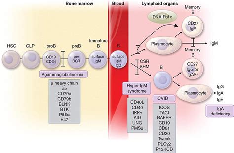 Primary Immune Deficiency Diseases Basicmedical Key