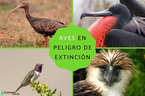 Animales En Peligro De Extincion En El Mundo