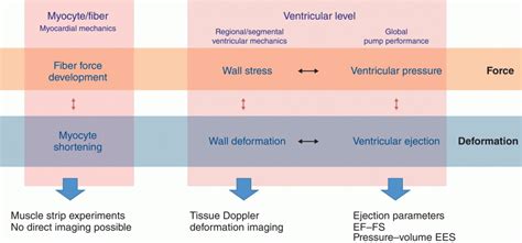 7 Left Ventricular Systolic Function Assessment Veterian Key