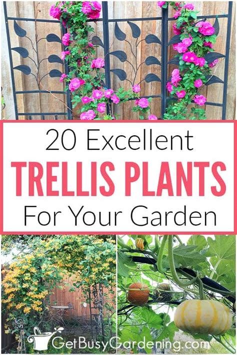 What Plants Grow On Trellises