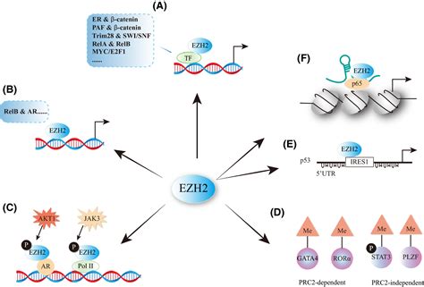 The Noncanonical Role Of Ezh2 In Cancer Huang 2021 Cancer Science