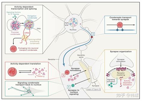 相分离相关综述（5） 知乎