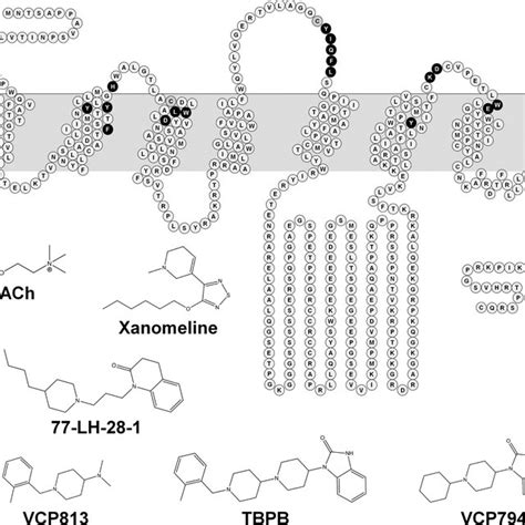 Structures Of Orthosteric And Bitopic Agonists And Fragment Derivatives