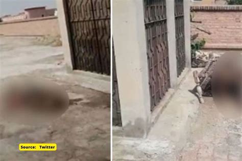 Pakistan 200 Decomposing Bodies Found At Rooftop Of Hospital In Multan