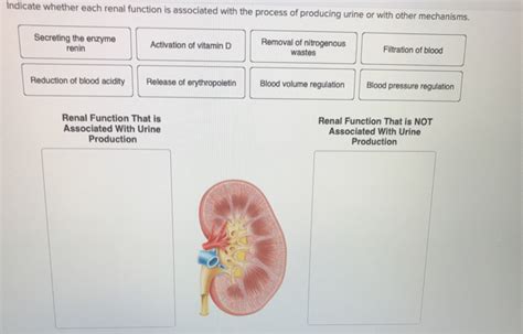 Solved Indicate Whether Each Renal Function Is Associated Chegg