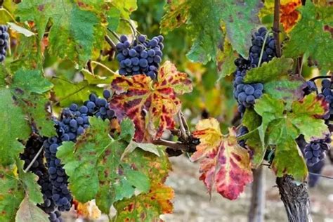 Ansa نبيذ تشيرو كلاسيكو يحصل على تسمية المنشأ المحمية