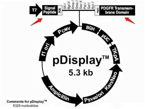 研究蛋白？改造蛋白？还不快来看看蛋白定位机制！ 知乎
