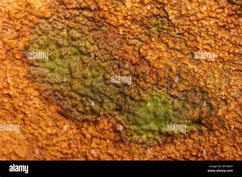 Burned Oily Leftover Grease Fat In A Pan Macro Shot Air Bubbles Top