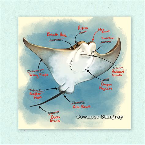 Anatomy Of A Sting Ray Etsy