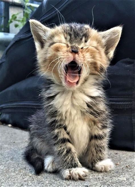Cute Cat Yawning Cute Cat Yawning