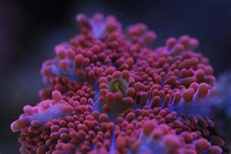 On Being A Coral