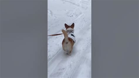 눈와서 신난 웰시코기 엉덩이 Youtube