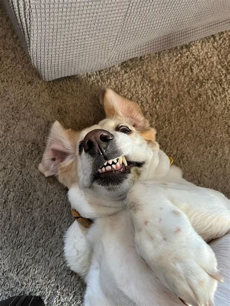 Had To Put Down My Best Pal After 10 Great Years Ive Had Other