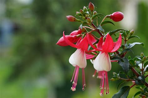 «fuchsia Hd Wallpapers