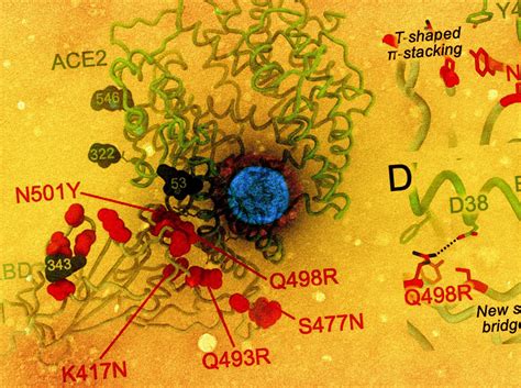 Scientists Provide A Structural Framework For Omicron Immune Evasion And Ace2 Receptor Recognition