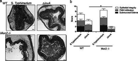 histological and pathological analyses of wt and muc2 Ϫ Ϫ mice upon