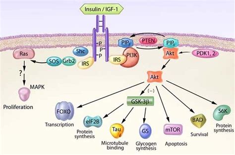 Igf 1 Pathway Regulates Cell Survival Through Akt Activation Scheme
