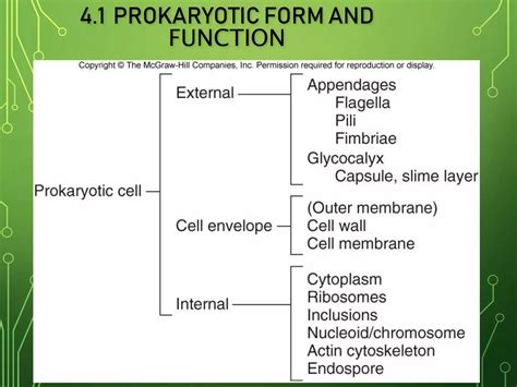 Prokaryotic Cell Structure Function Biology Lecture Powerpoint Vmcctpptx