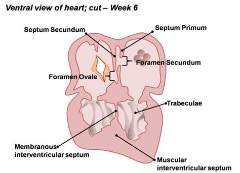Talk Basic Embryonic Heart Divisions Embryology