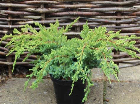 Juniperus Squamata Holger