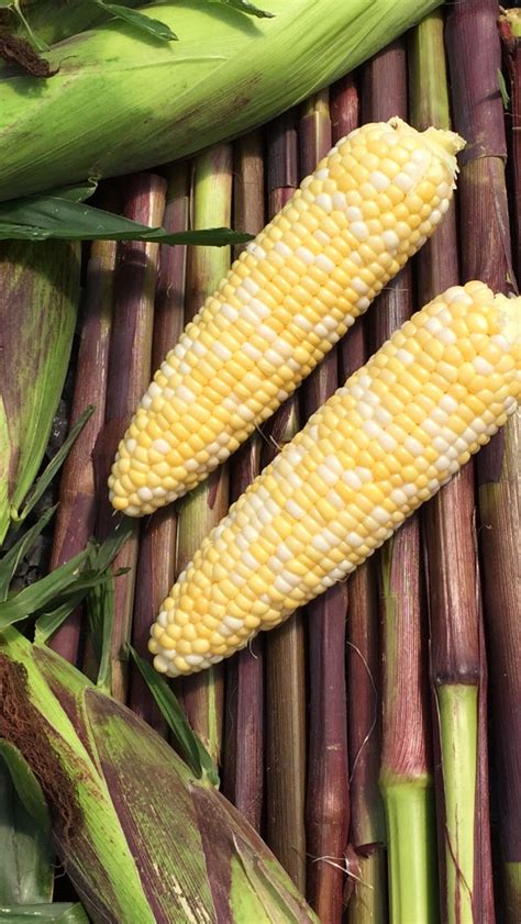 Picasso Holmes Seed Company