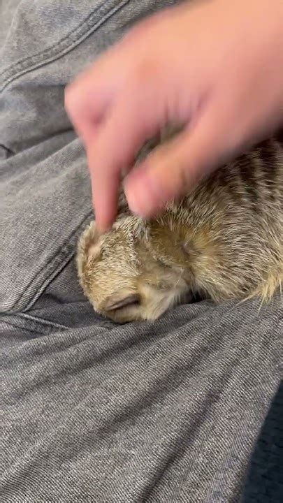 미어캣 귀엽네 Youtube