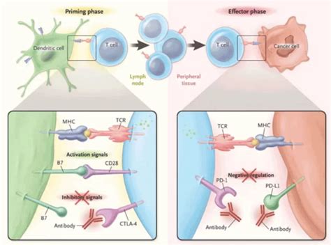 Pembrolizumab Binding Action To The Pd 1 Receptor Donald Poon And