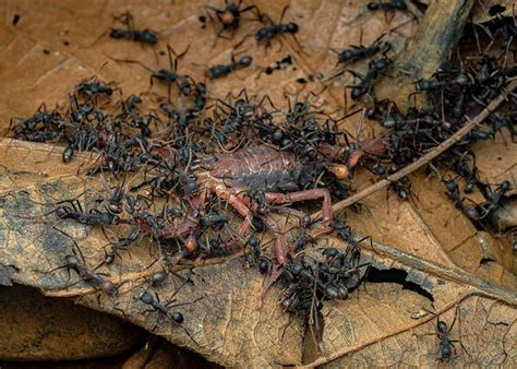 Army Ant Swarm