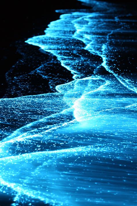 Bioluminescence Wallpapers Top Free Bioluminescence Backgrounds Wallpaperaccess