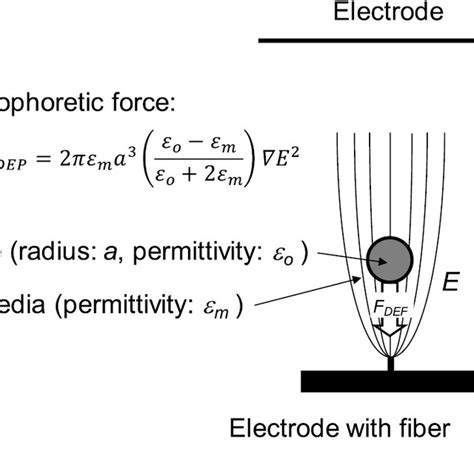 Dielectrophoretic Force Acting In Non Uniform Electric Field Download Scientific Diagram