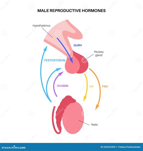 Testicle Cartoons Illustrations And Vector Stock Images 670 Pictures