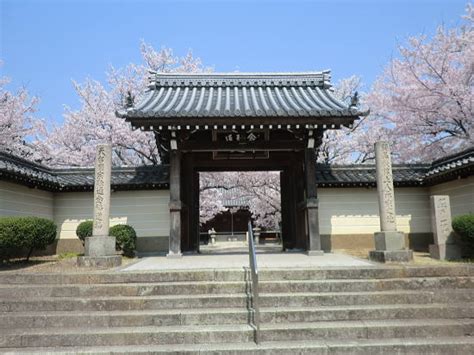 人生ぶらぶら 桜満開の教信寺 感動はひとつづつ