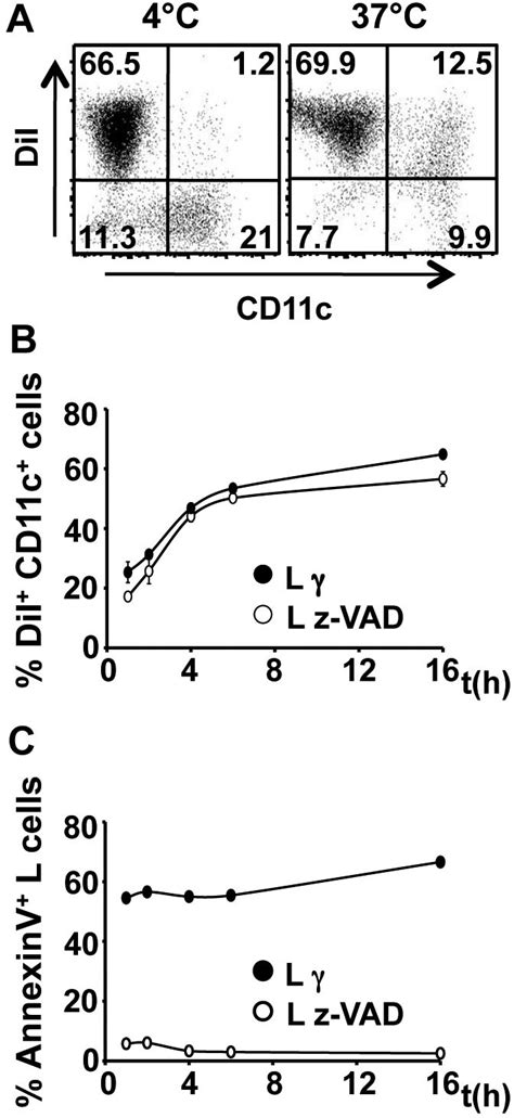 Material Internalization From Live Donor Cells By Dcs In Vitro A C Download Scientific