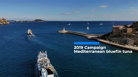 Mediterranean Bluefin Tuna Campaign Departure Tune Fleet 2019 Ricardo