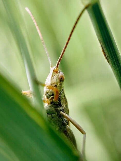 Grasshopper On A Leaf Premium Photo