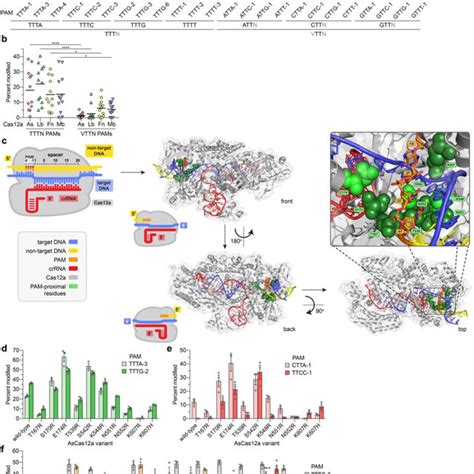 Engineering And Characterization Of Ascas12a Variants With Expanded