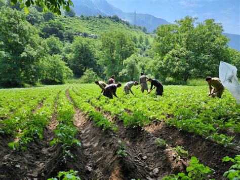 Abdul Mannan Phd Mba On Linkedin Seed Agriculture Tubers