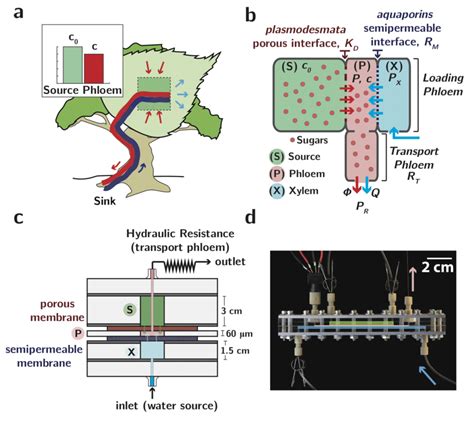 Passive Phloem Loading In Plants And In The Synthetic Tree On A Chip Download Scientific